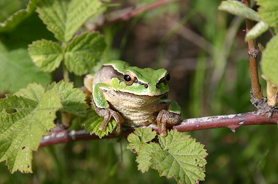 Eastern Tree Frog - Hyla orientalis (Thrace, Greece, May 2004)