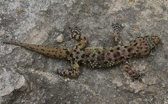 Turkish Gecko ( Hemidactylus turcicus )
