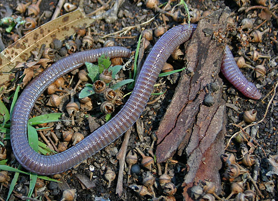 Iberian Worm Lizard ( Blanus cinereus )