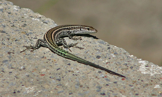 Iberian Wall Lizard ( Podarcis hispanicus ) from Galera