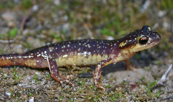 female of Helversen's Salamander ( Lyciasalamandra helverseni )