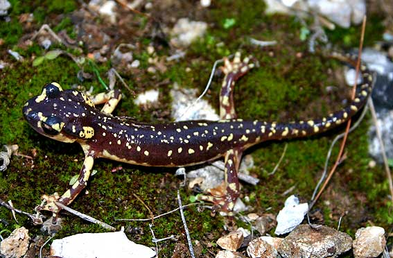 female of Helversen's Salamander ( Lyciasalamandra helverseni )