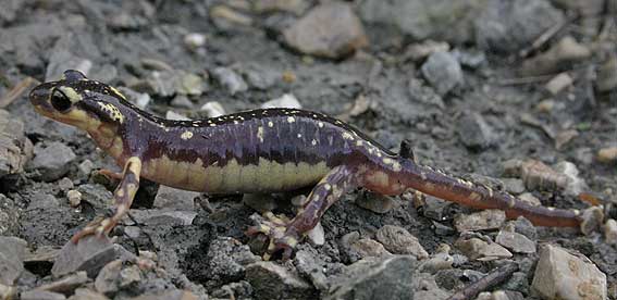 male of Helversen's Salamander ( Lyciasalamandra helverseni )