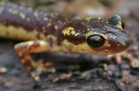 portrait of male Helversen's Salamander ( Lyciasalamandra helverseni )