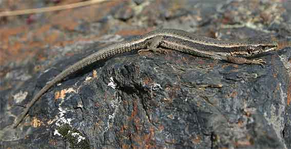 Aran Rock Lizard ( Iberolacerta aranica )