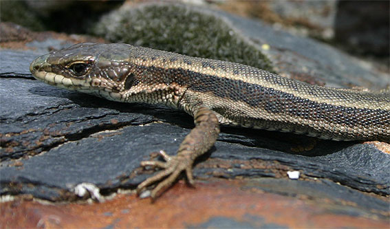 Aran Rock Lizard ( Iberolacerta aranica ) - note three large scales on ...