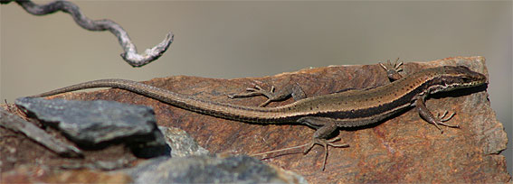 Aurelio's Rock Lizard ( Iberolacerta aurelioi )