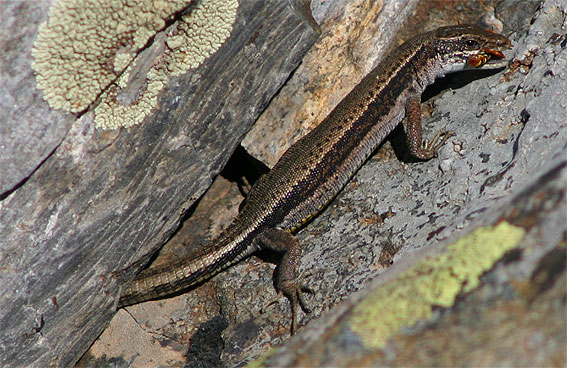 Aurelio's Rock Lizard ( Iberolacerta aurelioi ) feeding on a wasp ...