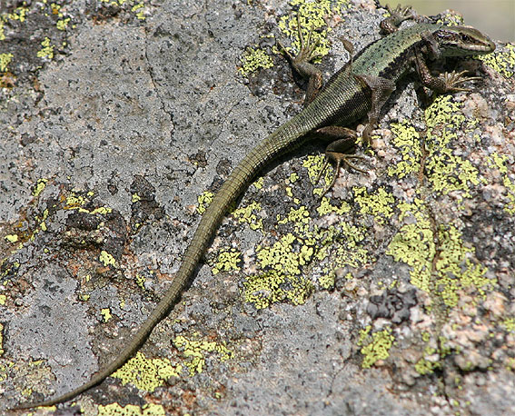Pyrenean Rock Lizard ( Iberolacerta bonnali ) - shedding its skin