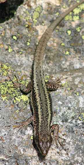 less typical Pyrenean Rock Lizard ( Iberolacerta bonnali )