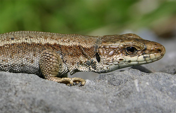 same - note large masseteric and tympanic scales, with 3 small ones in ...