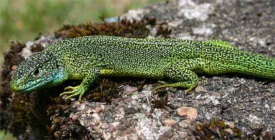 Western Green Lizard ( Lacerta bilineata )