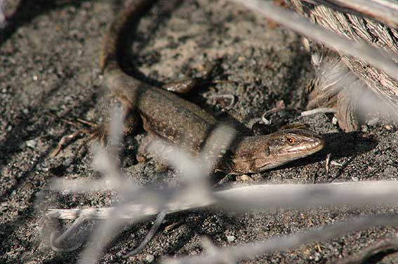 possibly Aeolian Wall Lizard ( Podarcis raffonei )
