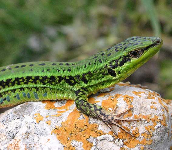 portrait of a male Sicilian Wall Lizard ( Podarcis waglerianus )