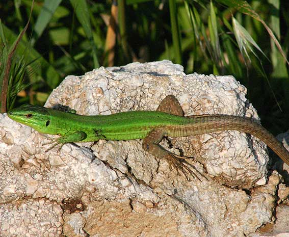 basking Sicilian Wall Lizard ( Podarcis waglerianus )