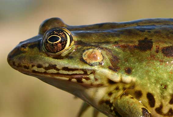 Epirus Water Frog ( Pelophylax epeiroticus )