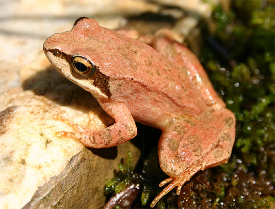 Pyrenean Stream Frog ( Rana pyrenaica )