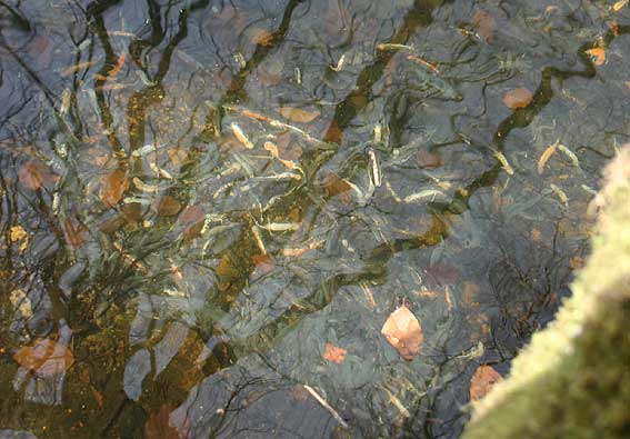 dead newts ( Lissotriton italicus, Triturus carnifex and Ichthyosaura ...