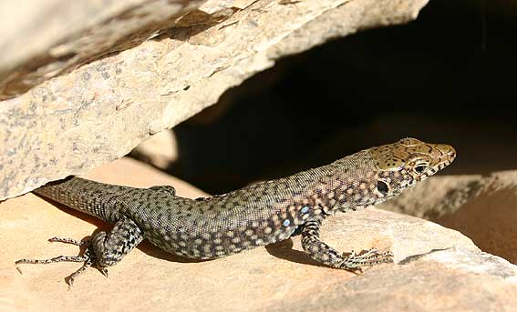 Greek Rock Lizard - Hellenolacerta graeca (Peloponnese, October 2004)