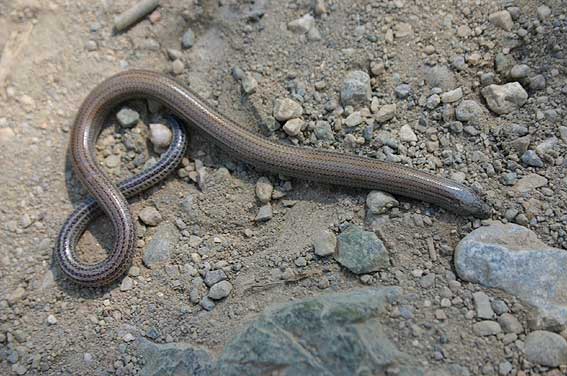 Limbless Skink ( Ophiomorus punctatissimus )
