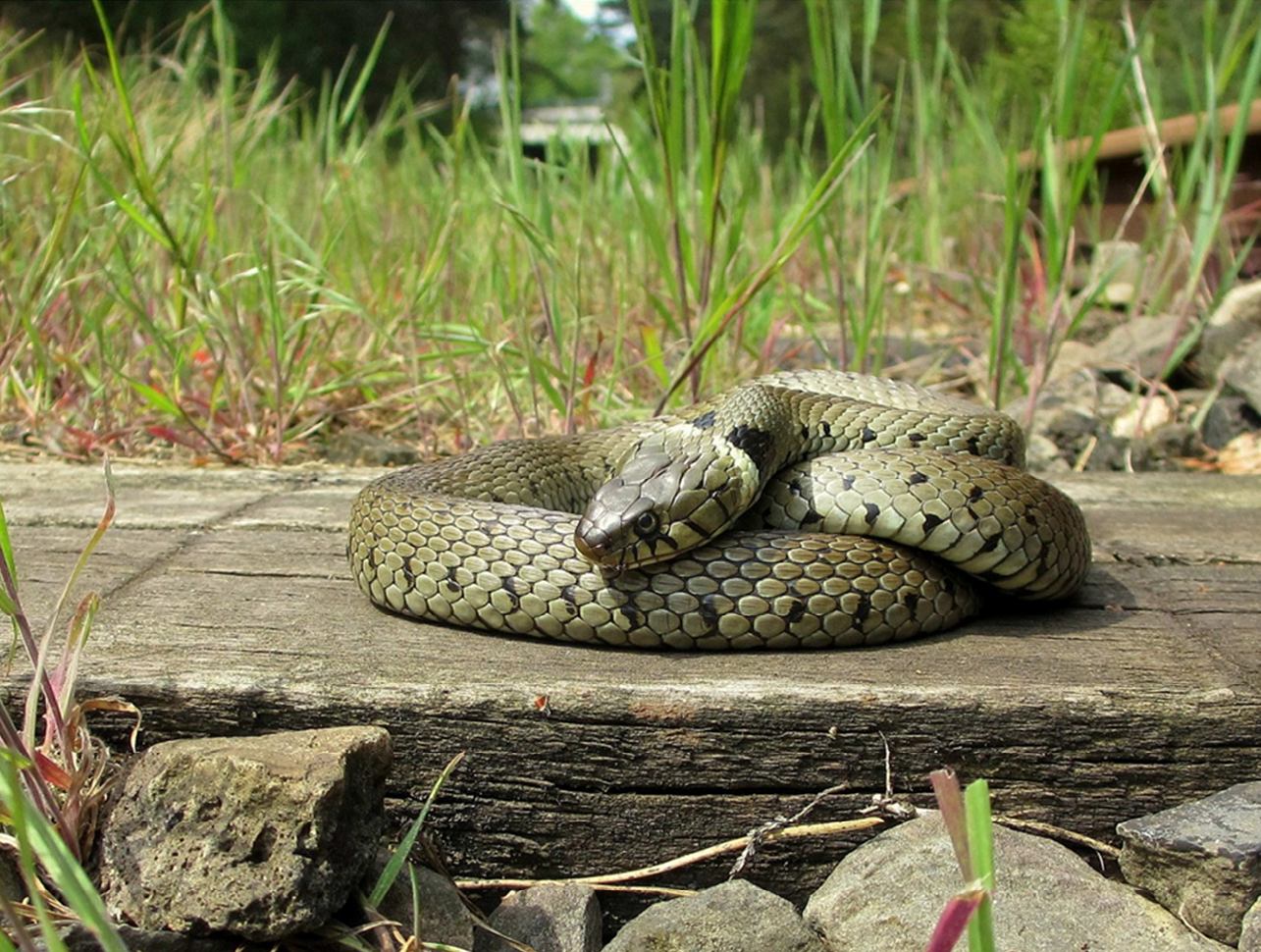 Ringslang in Vlaanderen anno 2015 | Hyla