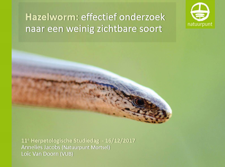 Hazelworm: effectief onderzoek naar een weinig zichtbare soort | Hyla